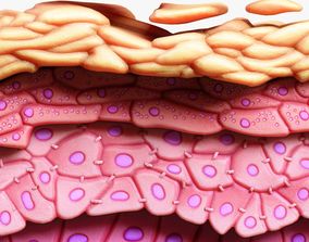 Epidermis 3D Models | CGTrader