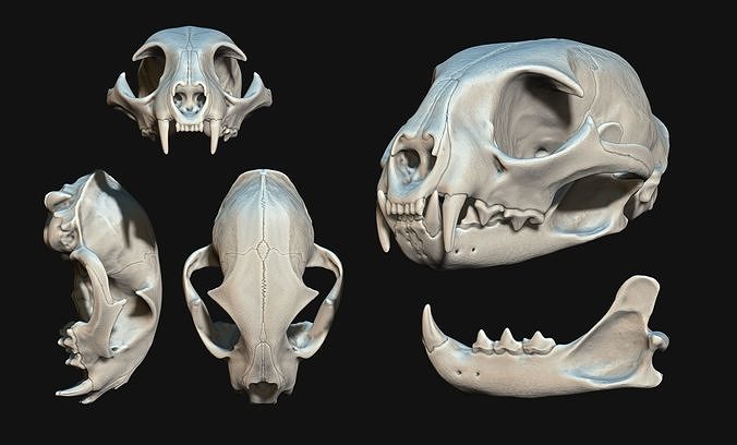 Lynx rufus - Red Lynx Skull CNC and 3D model 3D printable | CGTrader