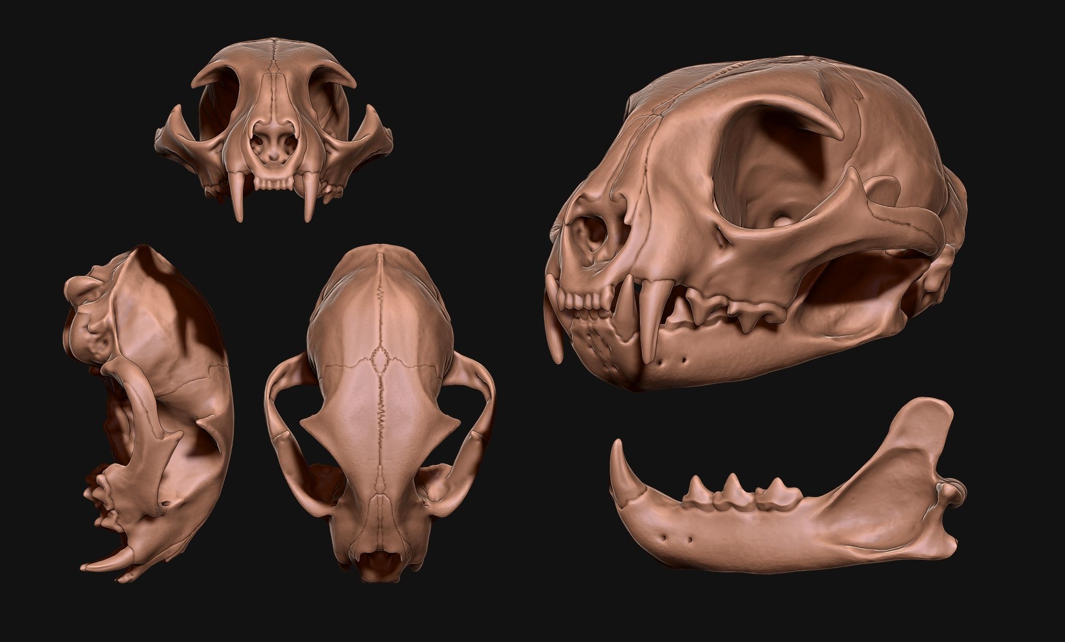 Lynx rufus - Red Lynx Skull CNC and 3D model 3D printable | CGTrader