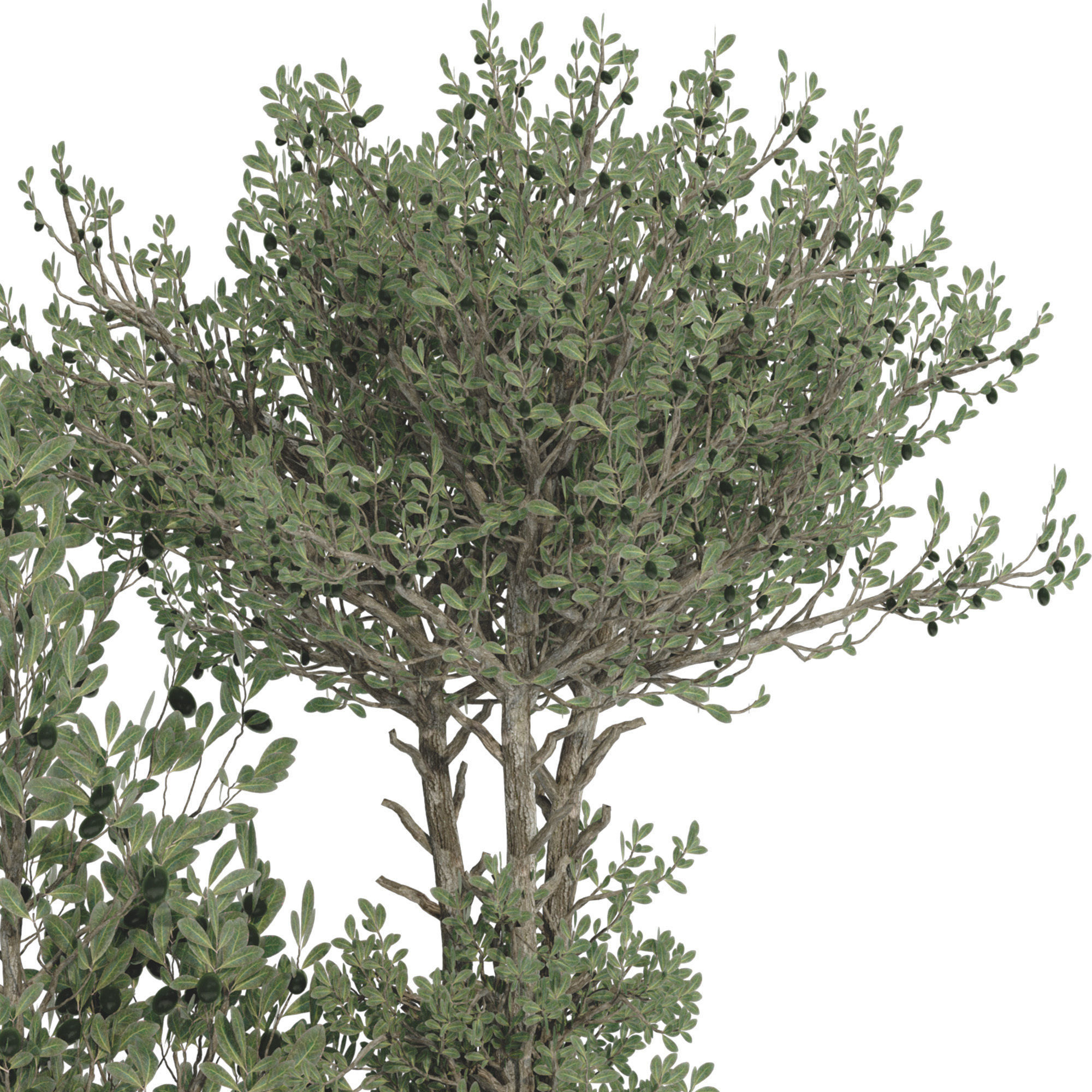 Decorative olive tree in pot 106 3D model | CGTrader