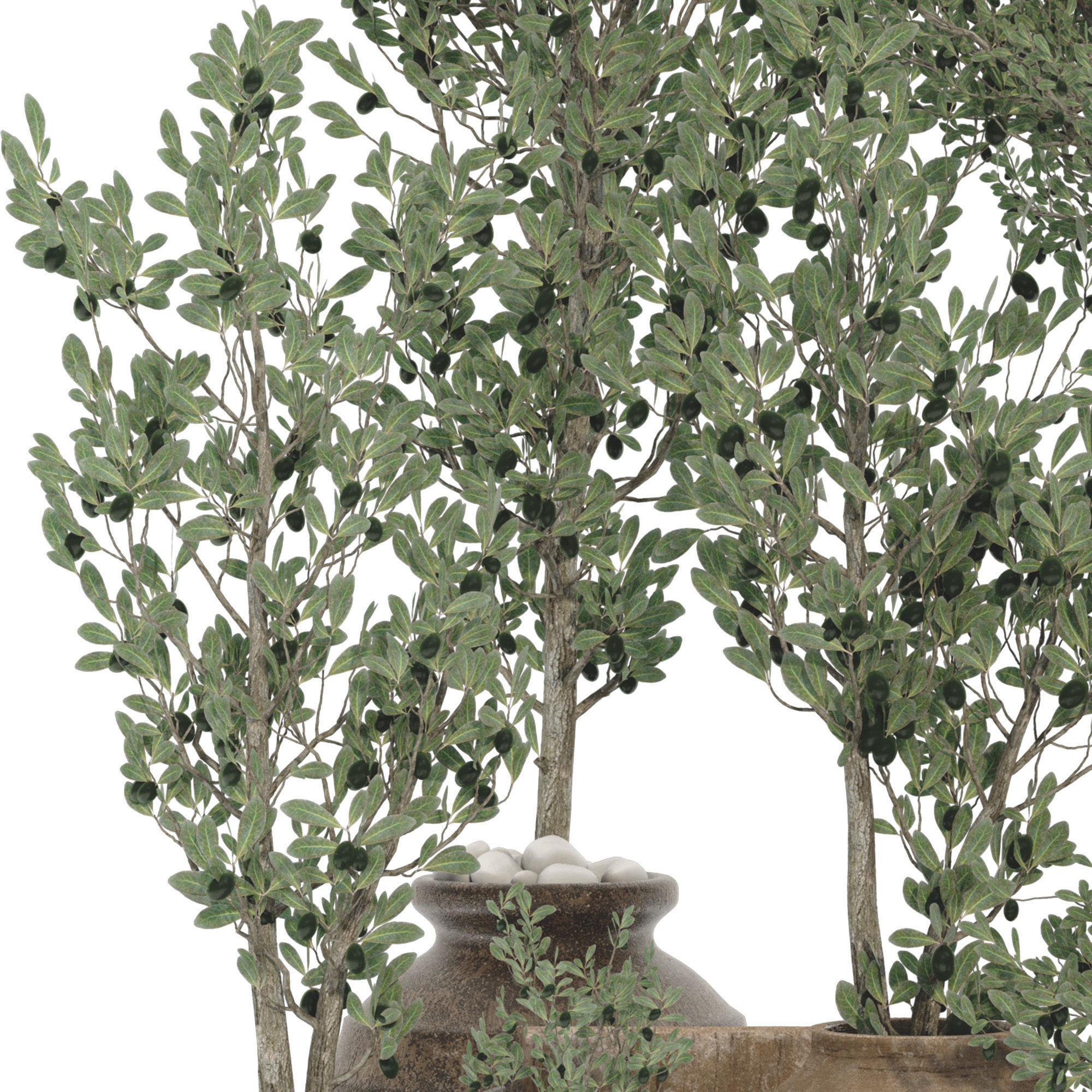Decorative olive tree in pot 106 3D model | CGTrader