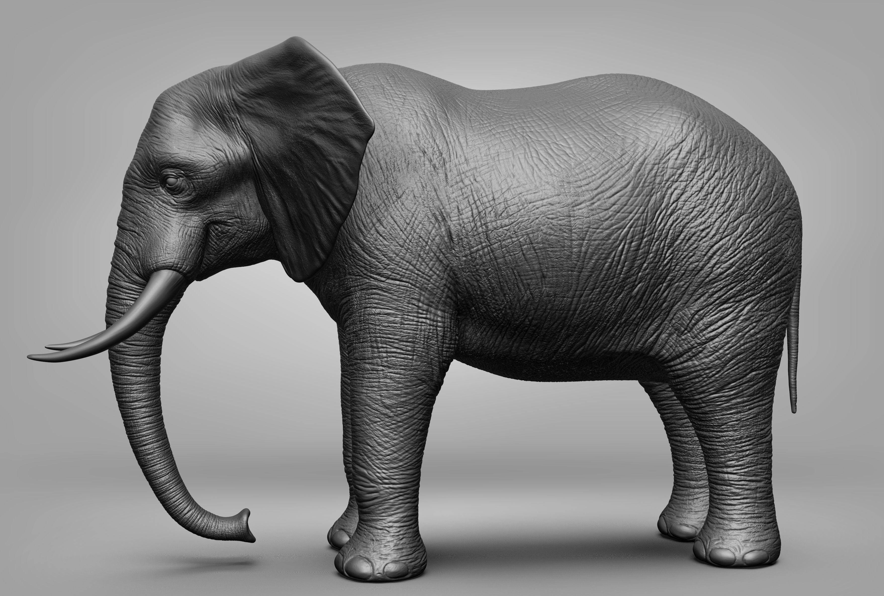 Wild animal collection 3D model | CGTrader