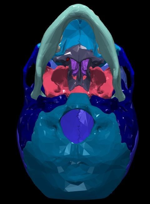 3D Model of Skull Bones 3D model 3D printable | CGTrader