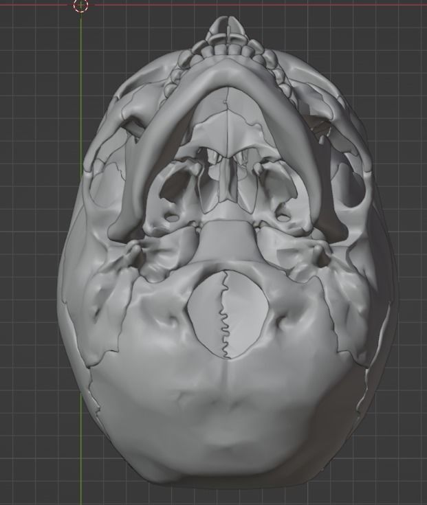 3D Model of Skull Bones 3D model 3D printable | CGTrader