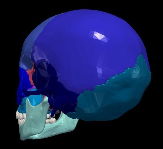 3D Model of Skull Bones 3D model 3D printable | CGTrader