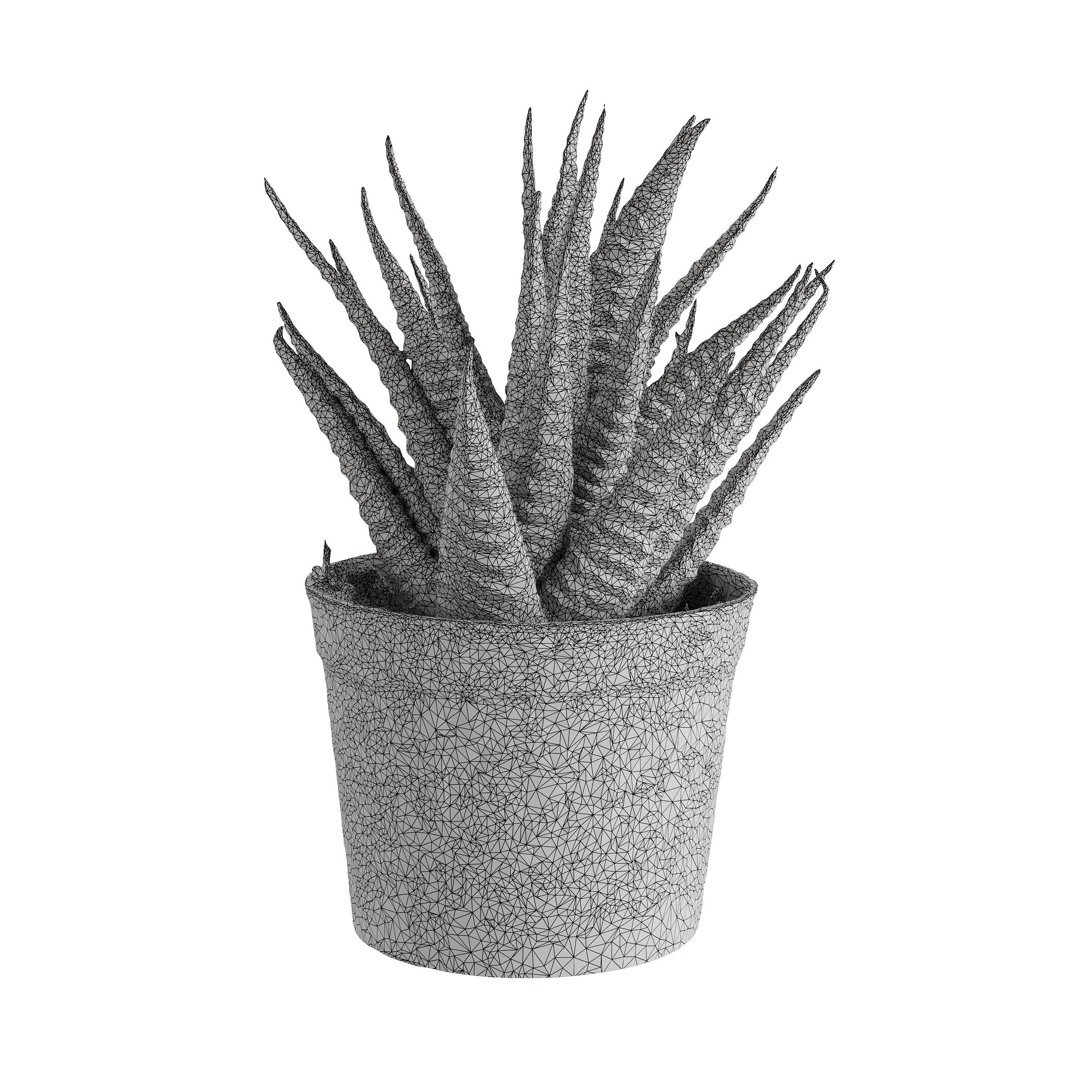 Plant Decor - Photogrammetry 3D model | CGTrader
