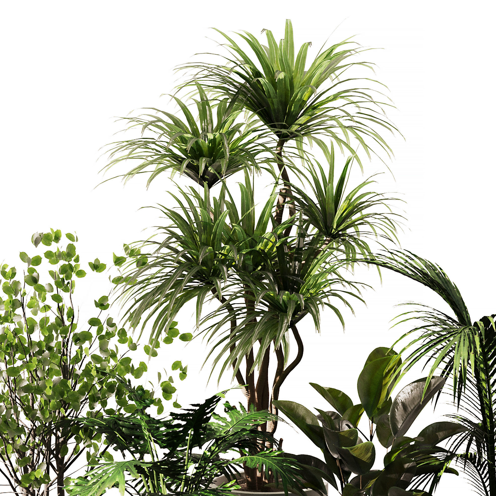 Indoor Plant SetV16 - Palm Ficus Benjamin 3D model | CGTrader