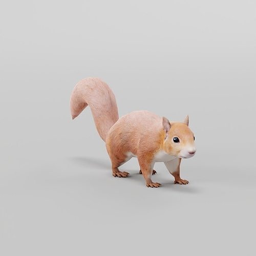Squirrel Lowpoly 3D model animated rigged | CGTrader