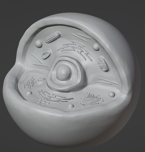 Animal cell 3D model 3D printable | CGTrader