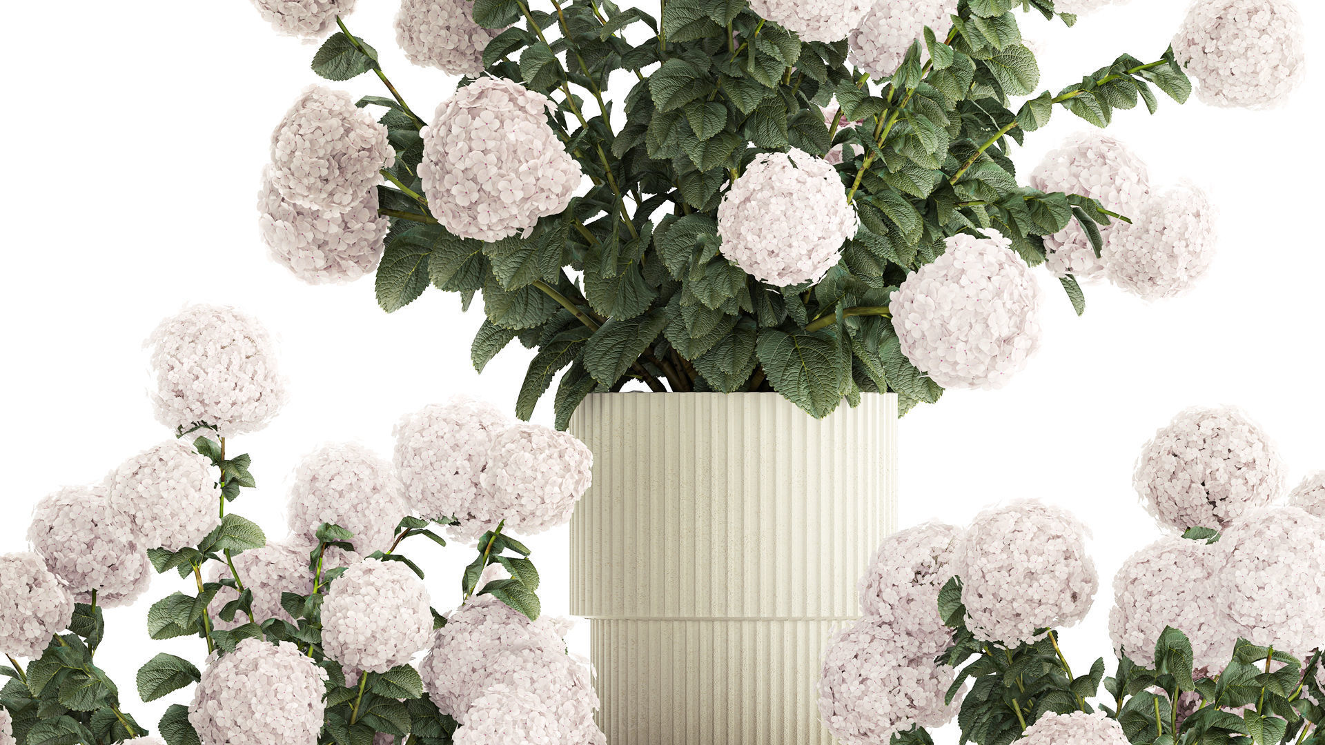 Set of beautiful plants Hydrangea in a flower pot for home 1294 3D model | CGTrader