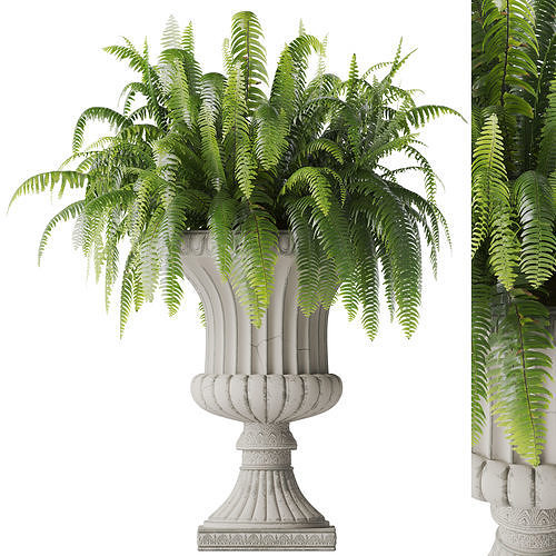 Boston Fern In Classic Vase 3D model | CGTrader
