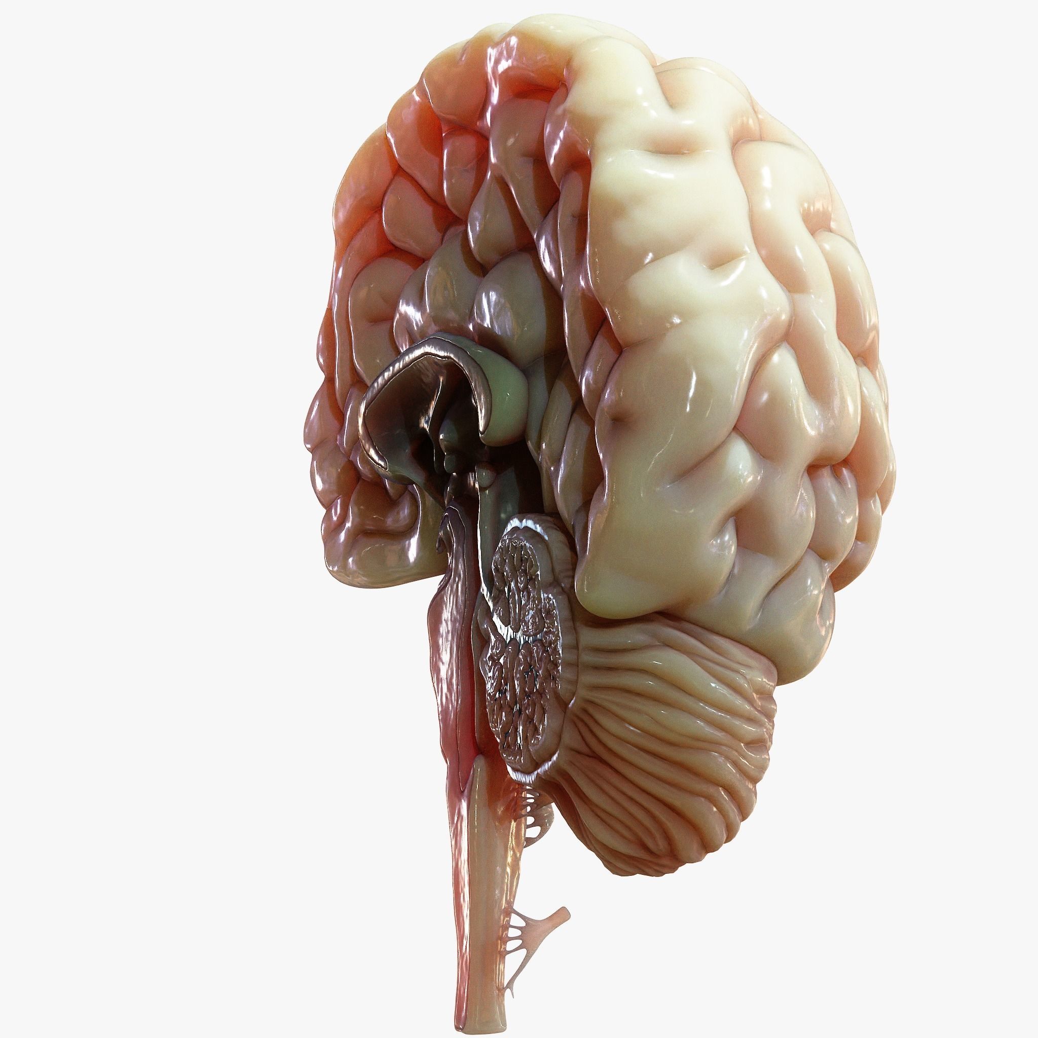 Human Brain Cross Section Anatomy 3D model | CGTrader
