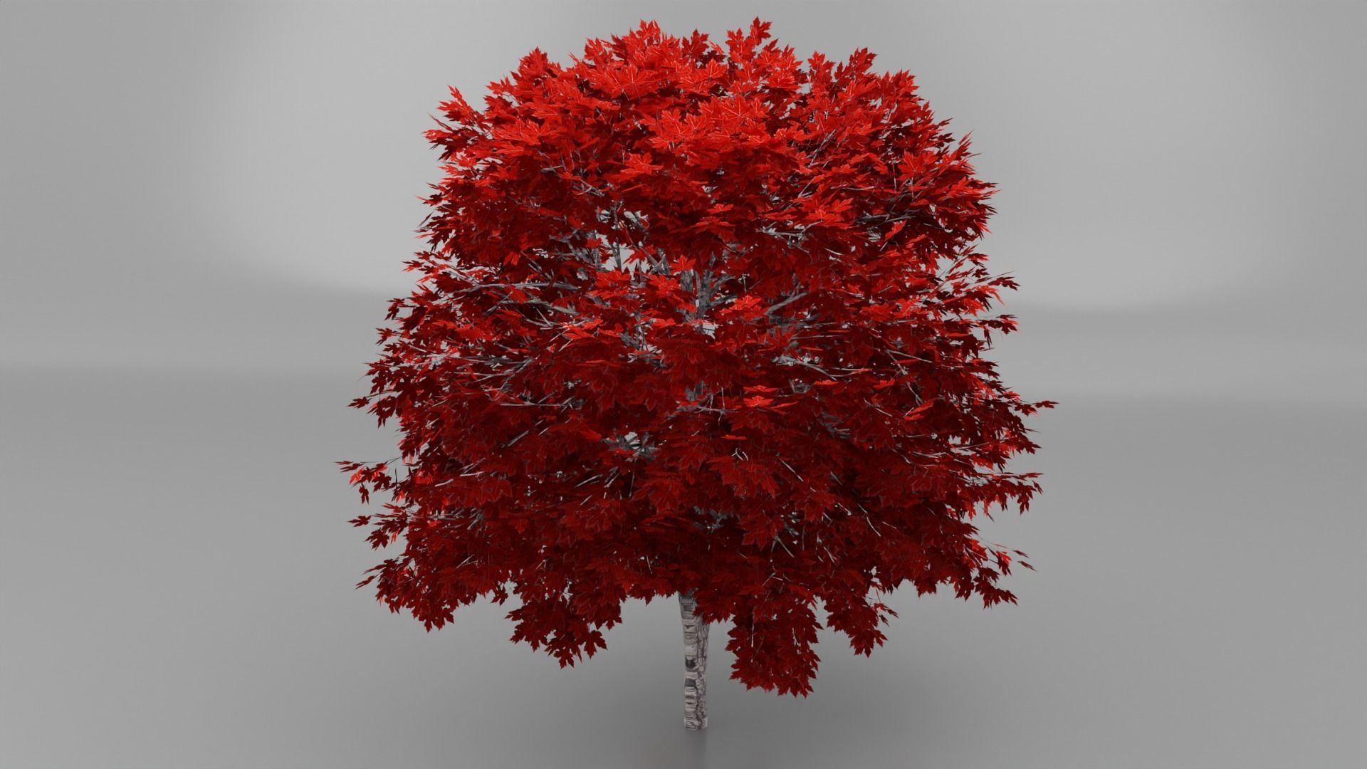 3D model Red Maple Tree Realistic 3D model VR / AR / low-poly | CGTrader
