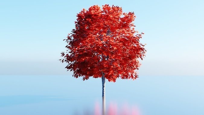 3D model Red Maple Tree Realistic 3D model VR / AR / low-poly | CGTrader