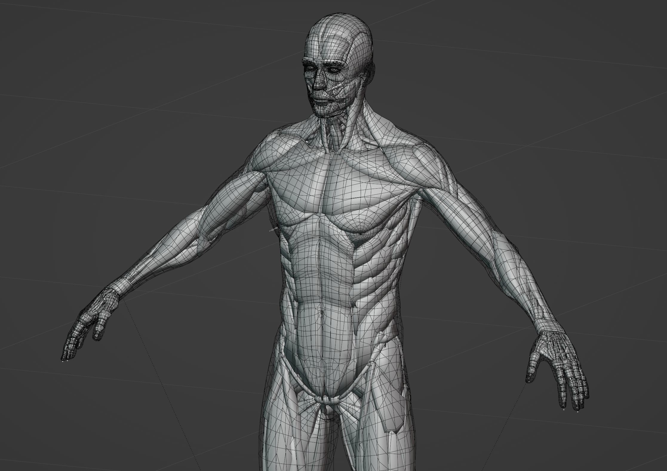 Anatomy 3D model | CGTrader