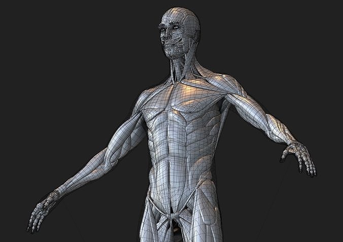Anatomy 3D model | CGTrader