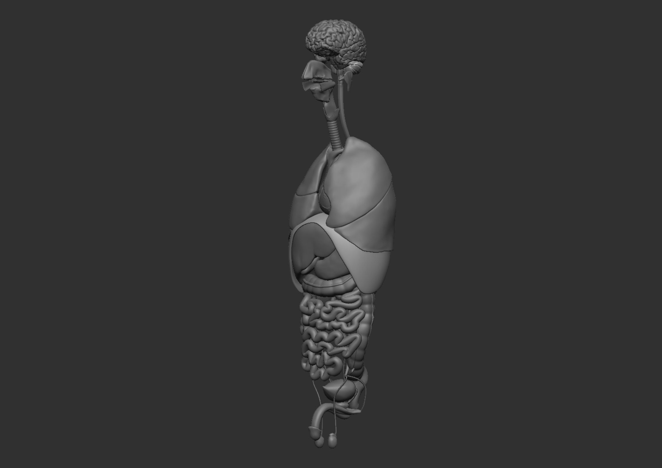 Anatomy 3D model | CGTrader