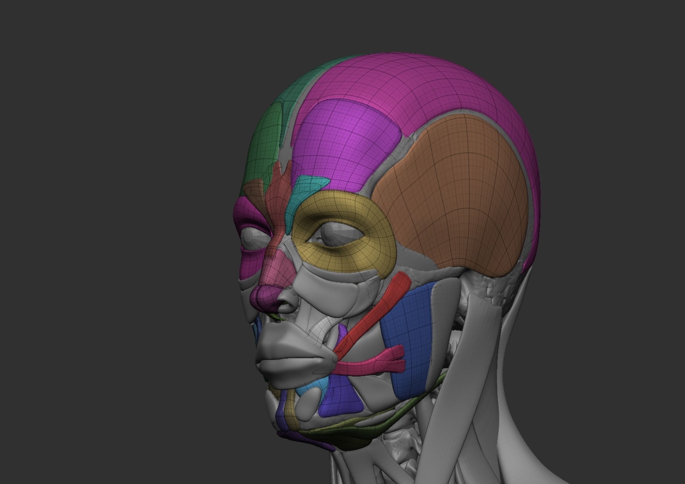 Anatomy 3D model | CGTrader