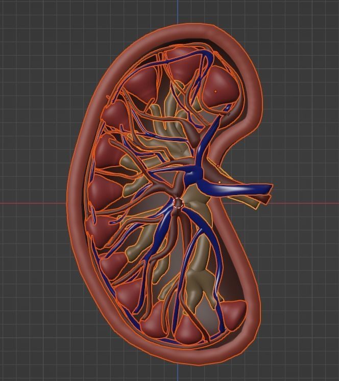 3D Model of Kidneys 3D model | CGTrader