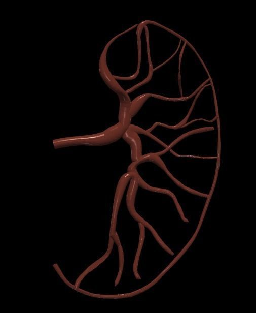 3D Model of Kidneys 3D model | CGTrader