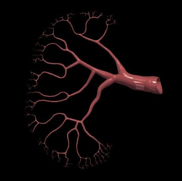 3D Model of Human Kidney cross section 3D model | CGTrader