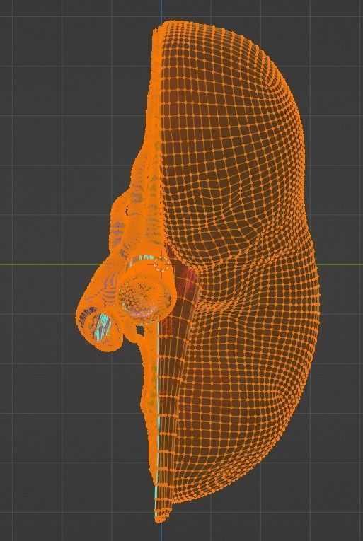 3D Model of Human Kidney cross section 3D model | CGTrader
