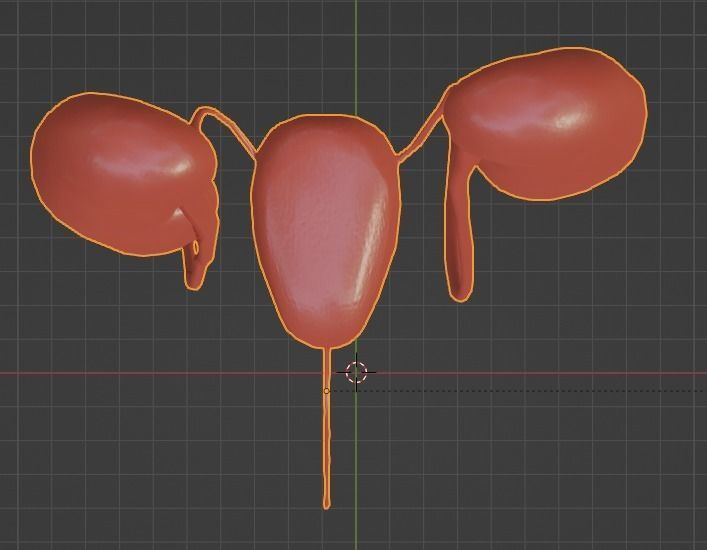 3D Model of Urinary System 3D model | CGTrader