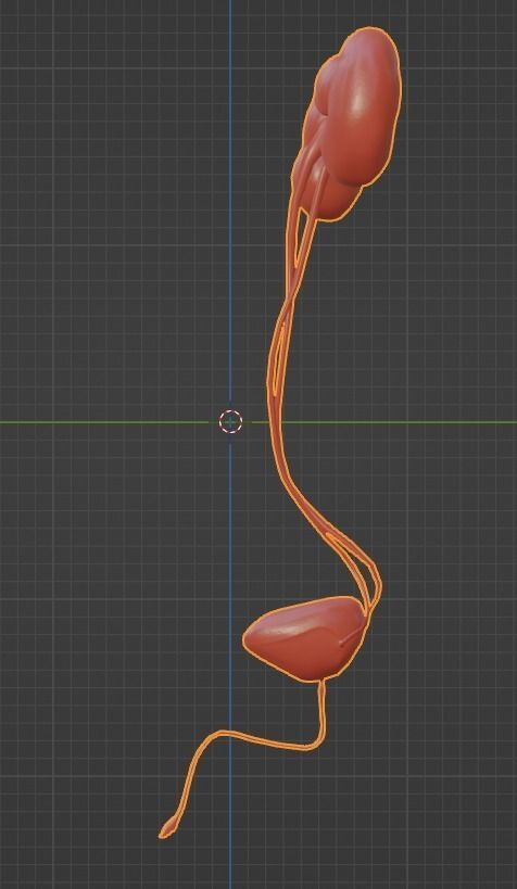 3D Model of Urinary System 3D model | CGTrader