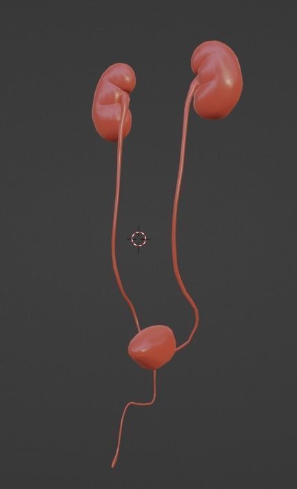 3D Model of Urinary System 3D model | CGTrader