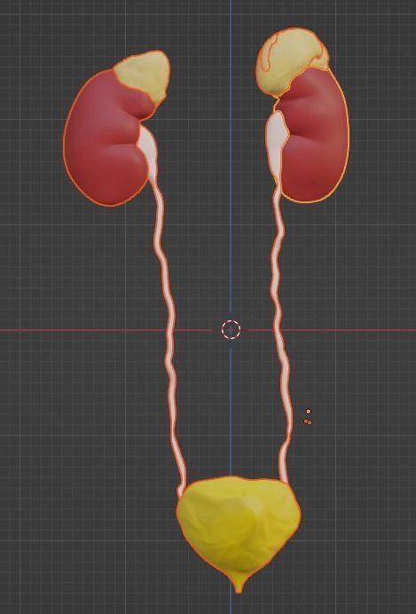 3D Model of Urinary System v2 3D model | CGTrader