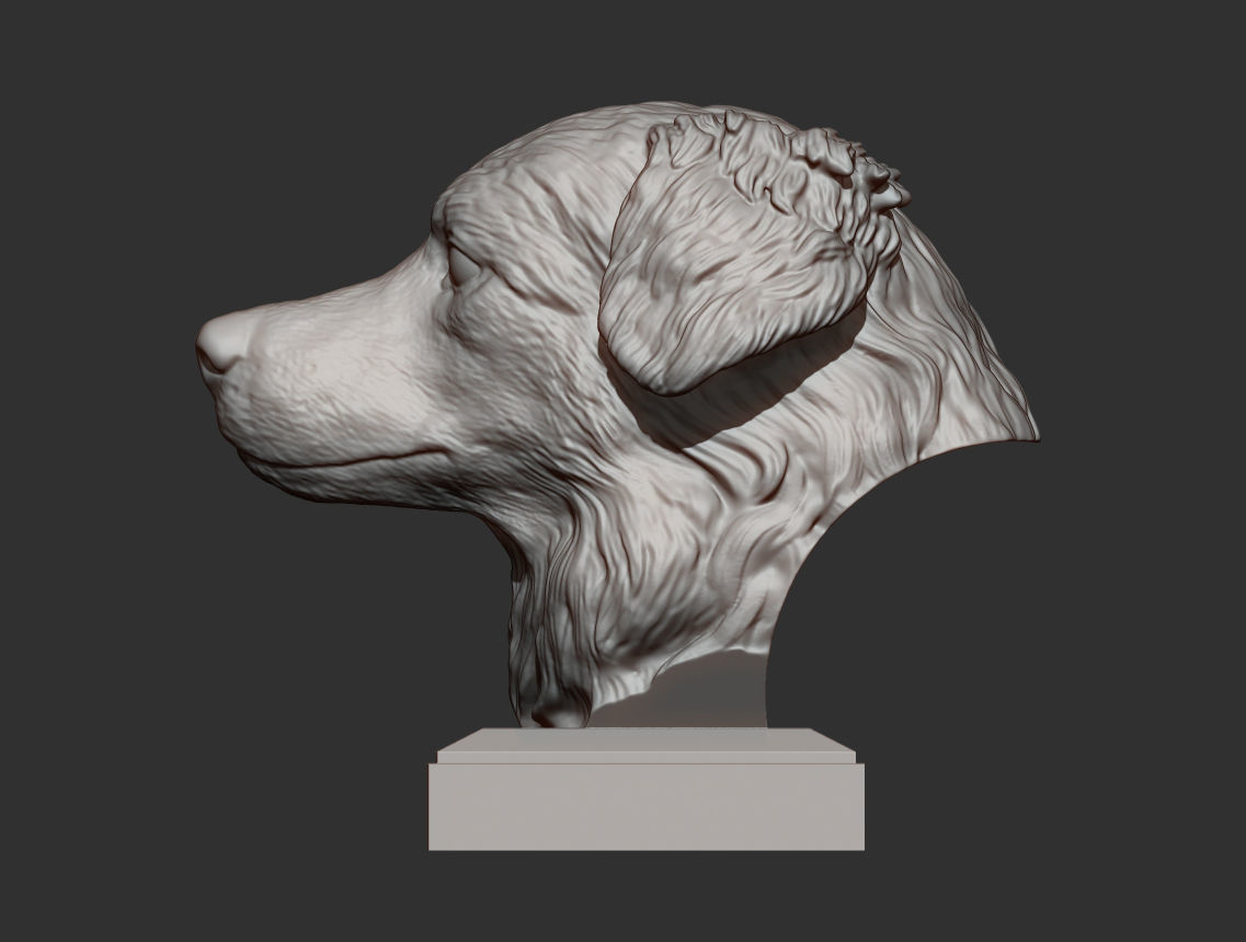 Australian shepherd bust 3D model 3D printable | CGTrader