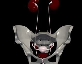 Reproductive 3D Models | CGTrader