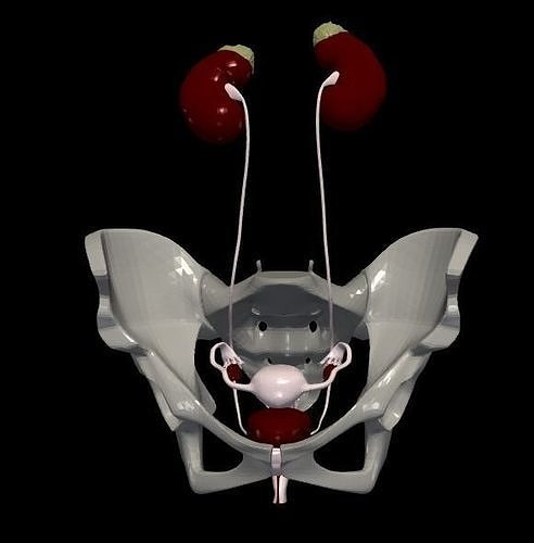 3D Model of Female Reproductive Urinary System Hip and Sacrum 3D model ...
