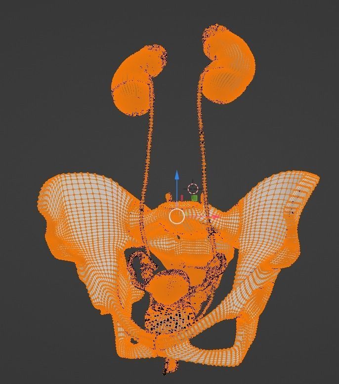 3D Model of Female Reproductive Urinary System Hip and Sacrum 3D model ...
