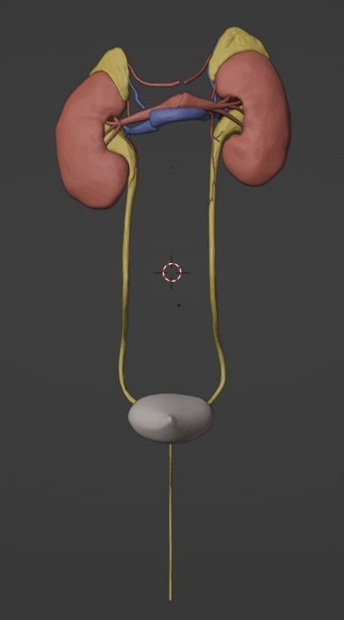 3D Model of Renal System 3D model | CGTrader