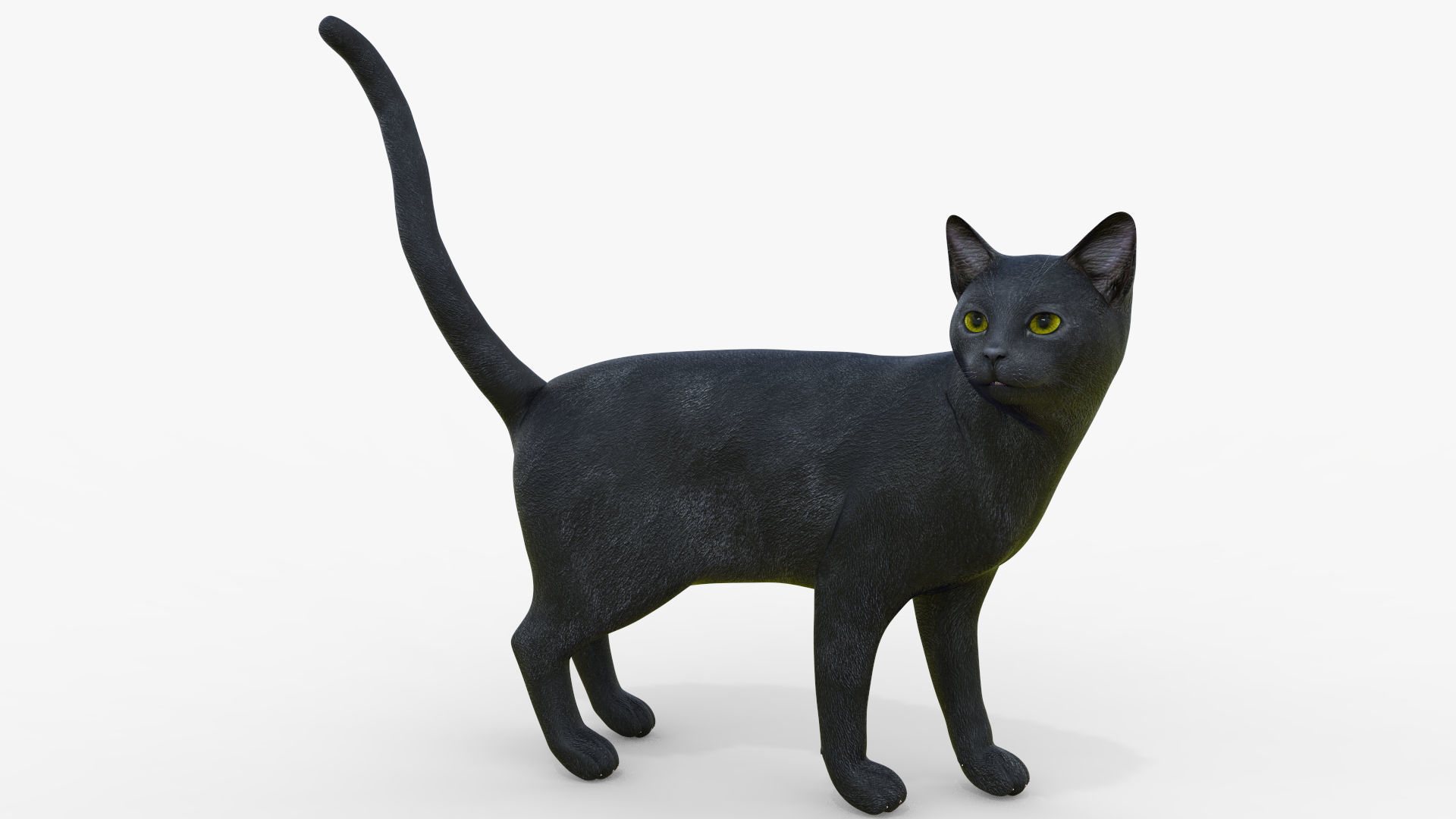 3D model Black Cat Rigged for Cinema 4D 3D Model VR / AR / low-poly ...