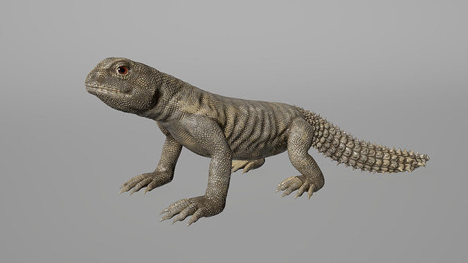 3D model Uromastyx dabb lizard reptile VR / AR / low-poly | CGTrader