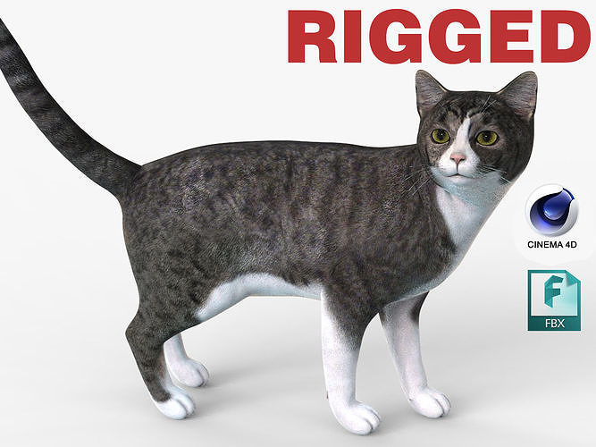 3D model Grey Cat Rigged for Cinema 4D FBX 3D Model VR / AR / low-poly ...