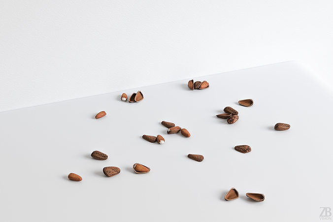 Pine Seed 004 3D model | CGTrader