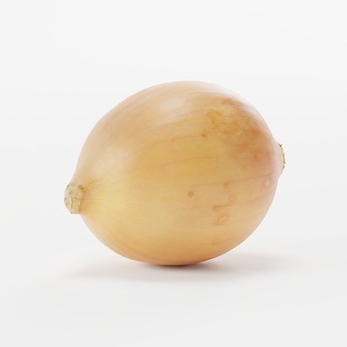 Onion 1 3D model | CGTrader