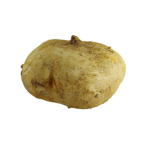 Jicama - Photogrammetry 3D model | CGTrader