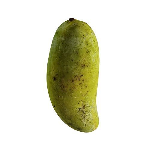 Mango - Mangifera indica L 3D model | CGTrader