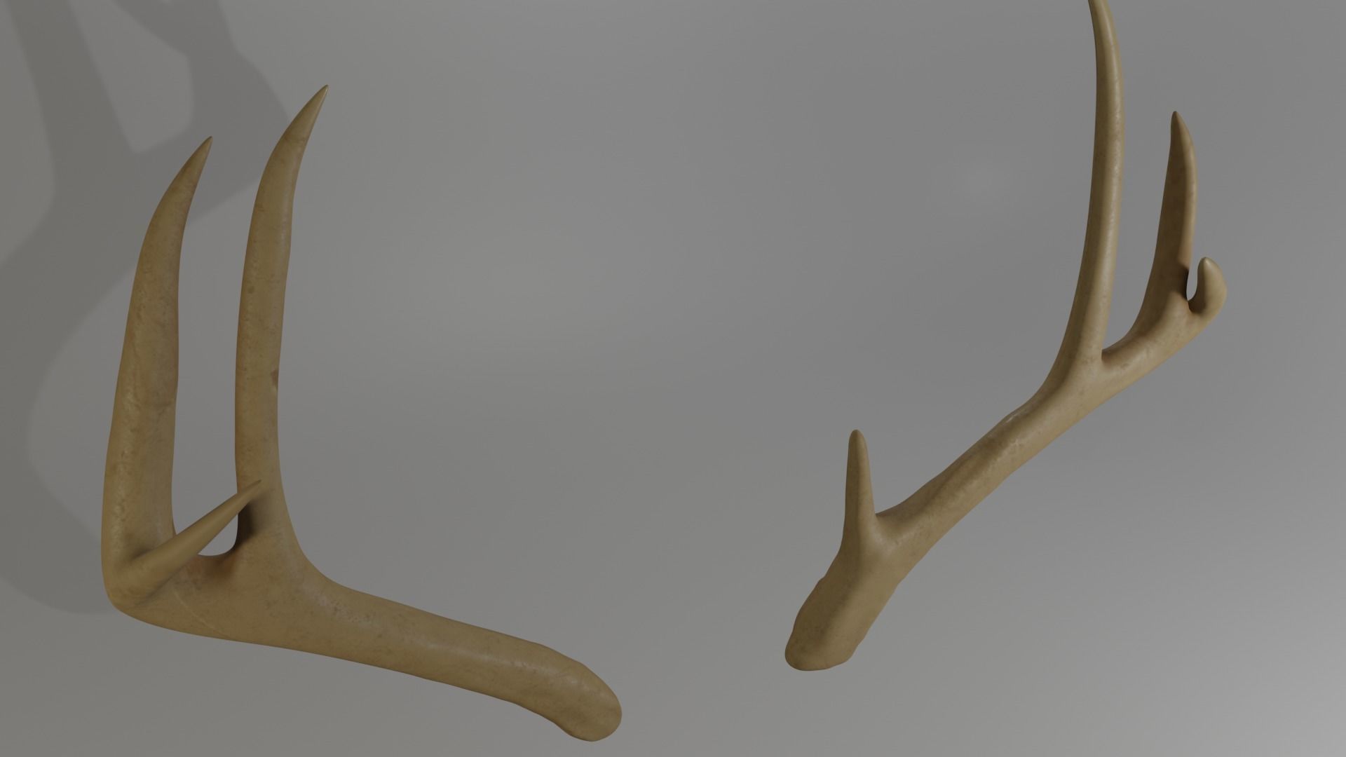 Deer antlers 3d Model 3D model | CGTrader