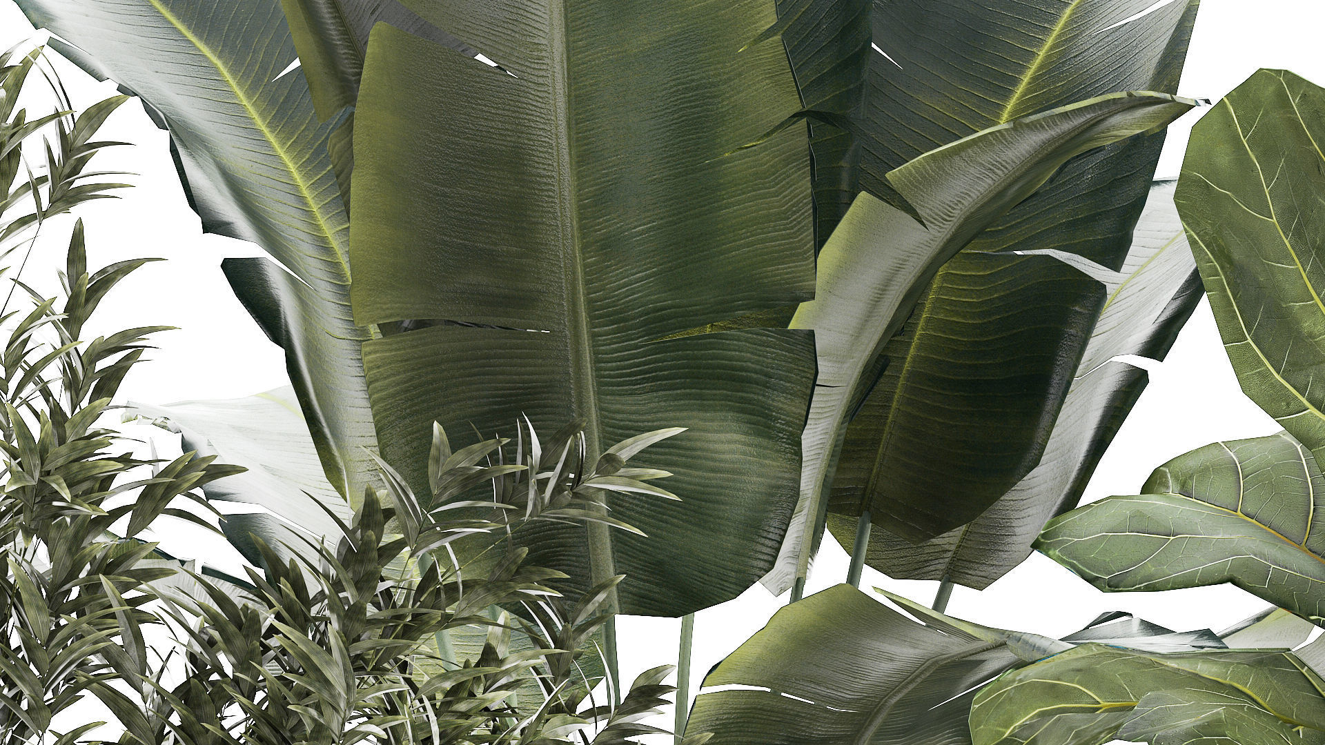 Beautiful plant Strelitzia Ficus palm trees in pots 1299 3D model ...