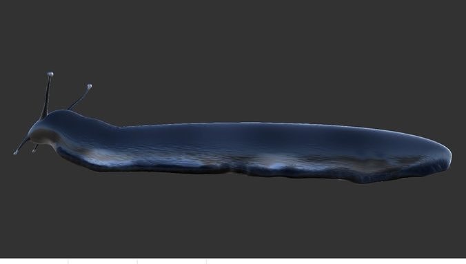 Slimy Slug free 3D model | CGTrader