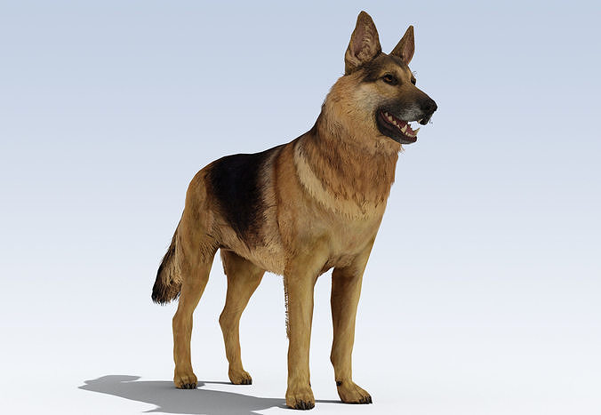 3D model German Shepherd Dog Rig VR / AR / low-poly | CGTrader