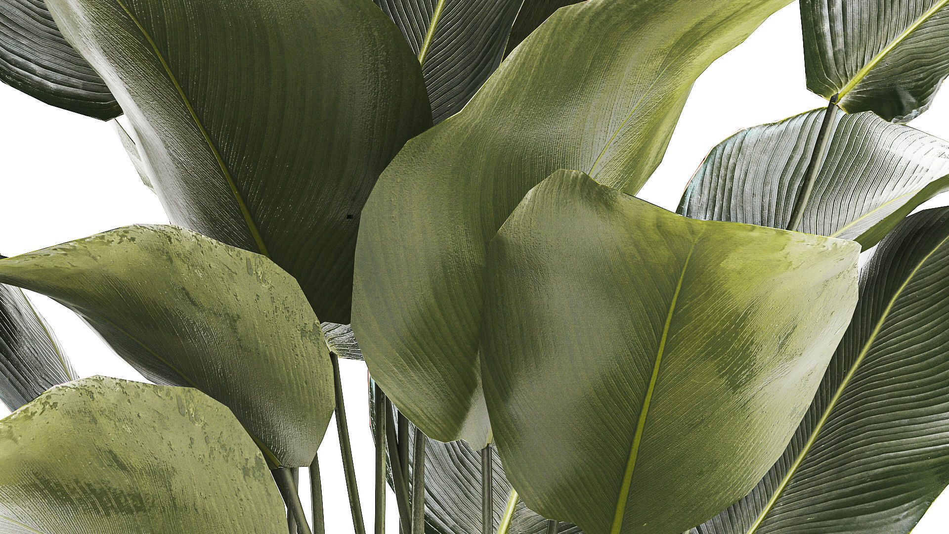 Beautiful plant Calathea lutea palm tree in a pot 1300 3D model | CGTrader