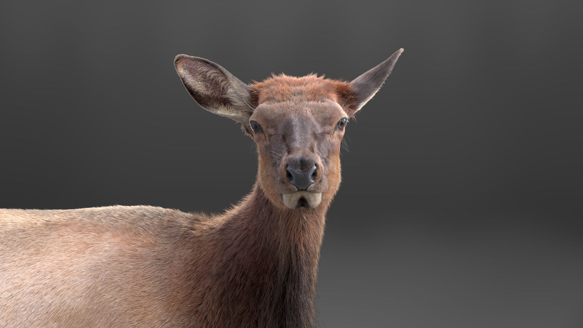 Female Canadian Deer Animation VFX Grace 3D model animated rigged ...
