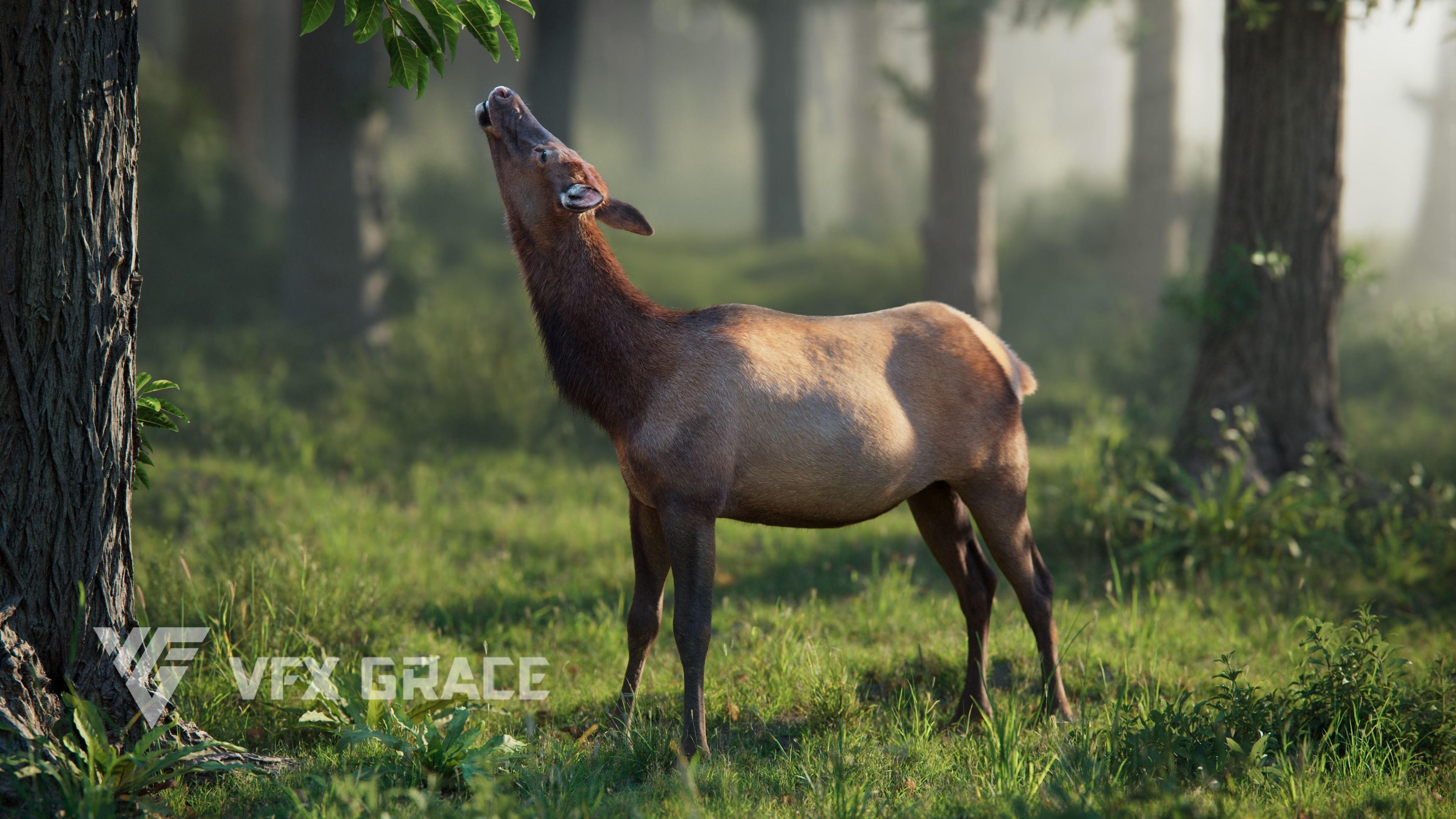 Female Canadian Deer Animation VFX Grace 3D model animated rigged ...