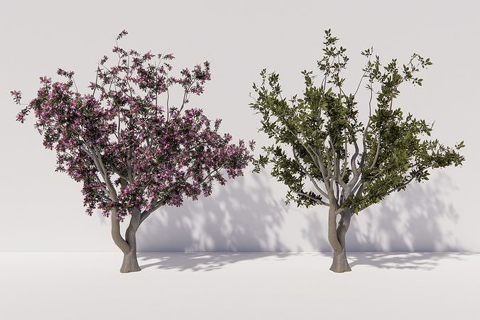 Malus halliana Koehne trees 3D model | CGTrader